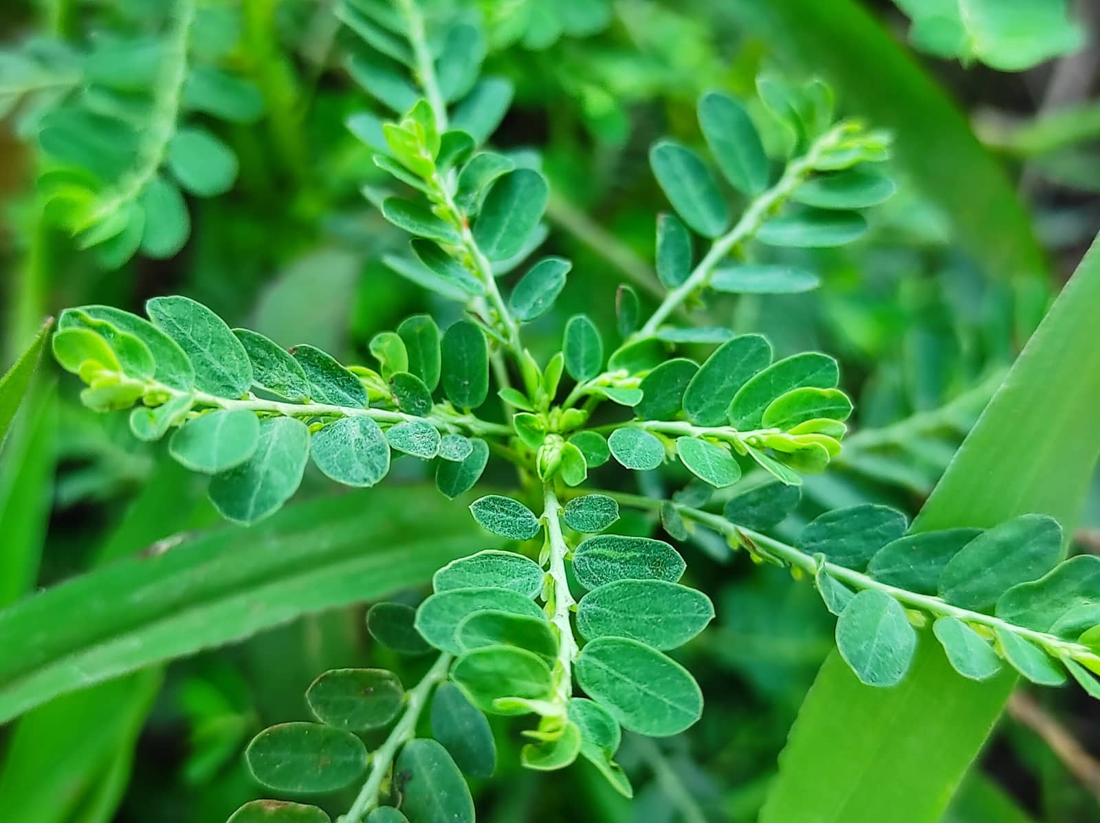 Chanca piedra – pochodzenie, właściwości i zastosowanie.